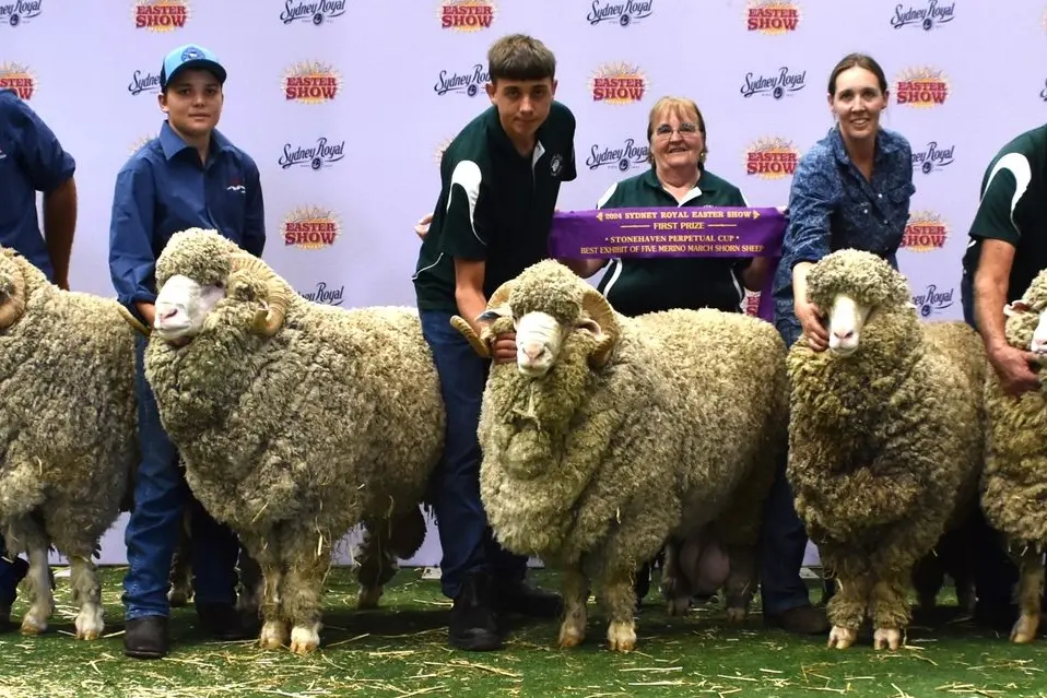 Sheep section showcases district's best