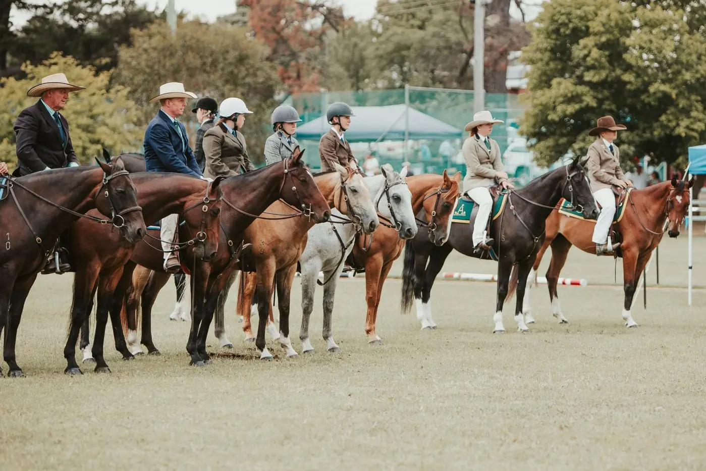 Monaro stock horse branch riding high