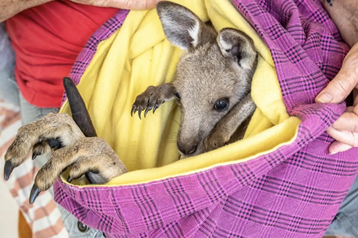 Be wildlife aware in the Snowy Mountains