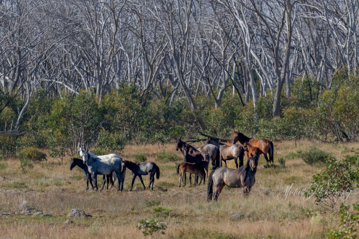 Aerial brumby cull in KNP over