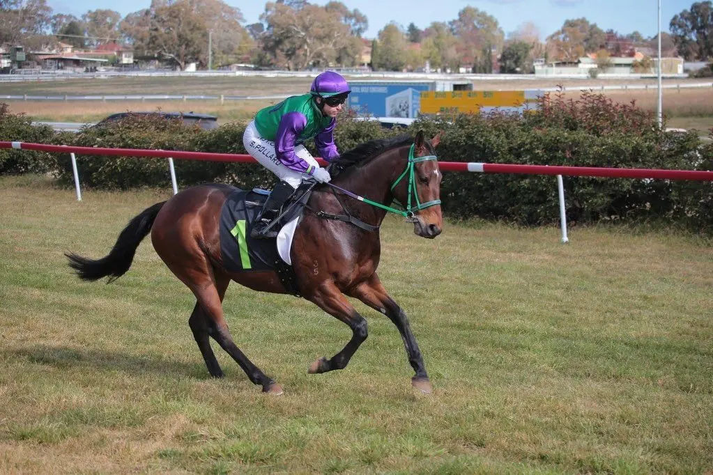 Bombala trainer hopes for first local winner